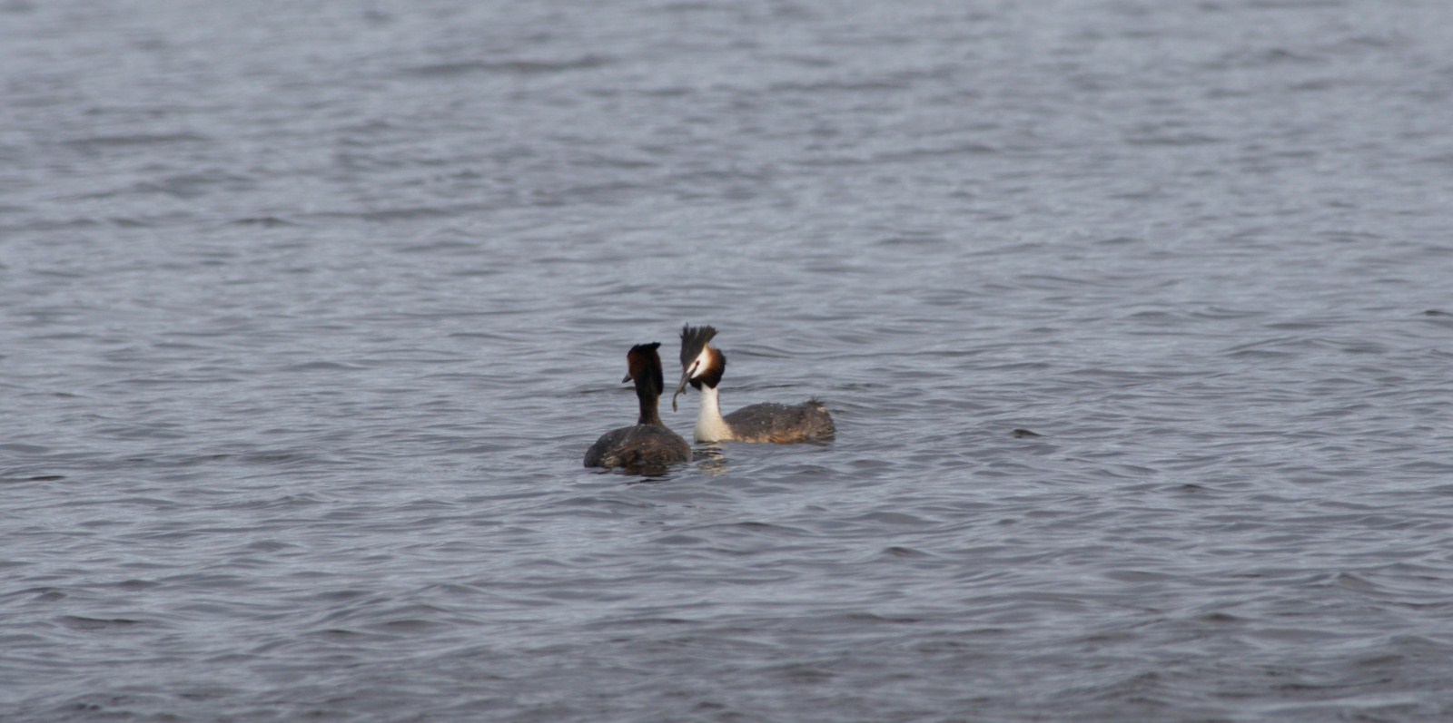nibirds: Bird News Friday 4th May